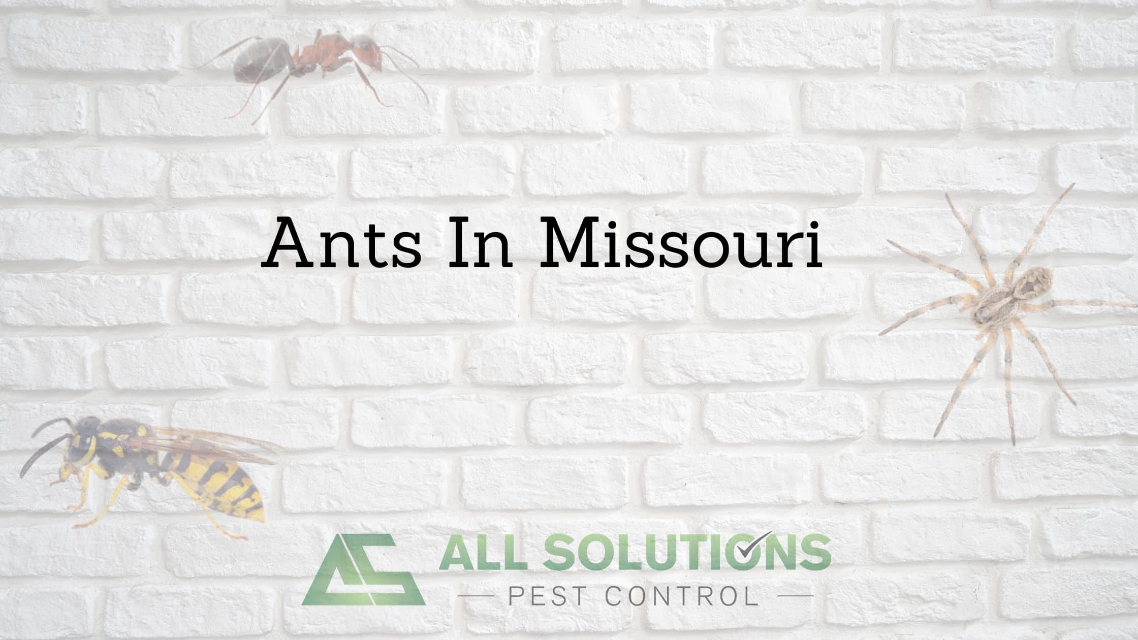 Ants In Missouri - All Solutions Pest Control