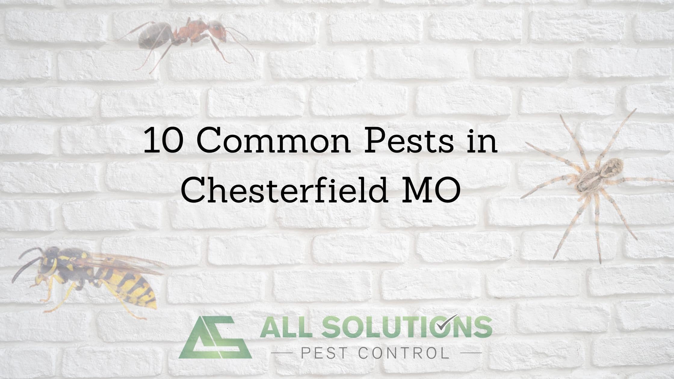 10 Common Pests in Chesterfield MO - All Solutions Pest Control