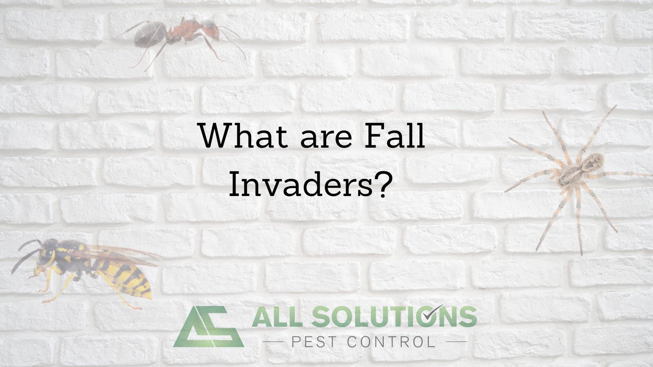 What are Fall Invaders? - All Solutions Pest Control