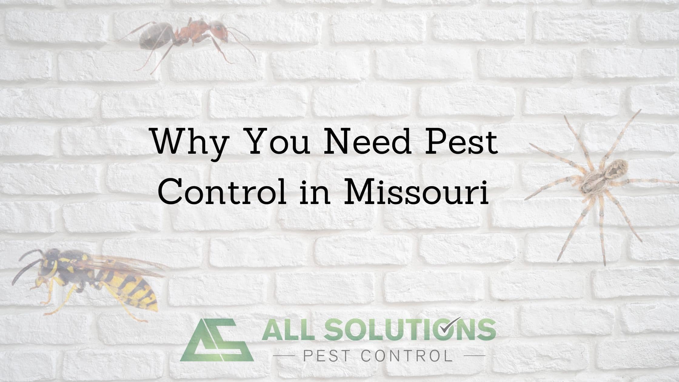 Why You Need Pest Control in Missouri - All Solutions Pest Control