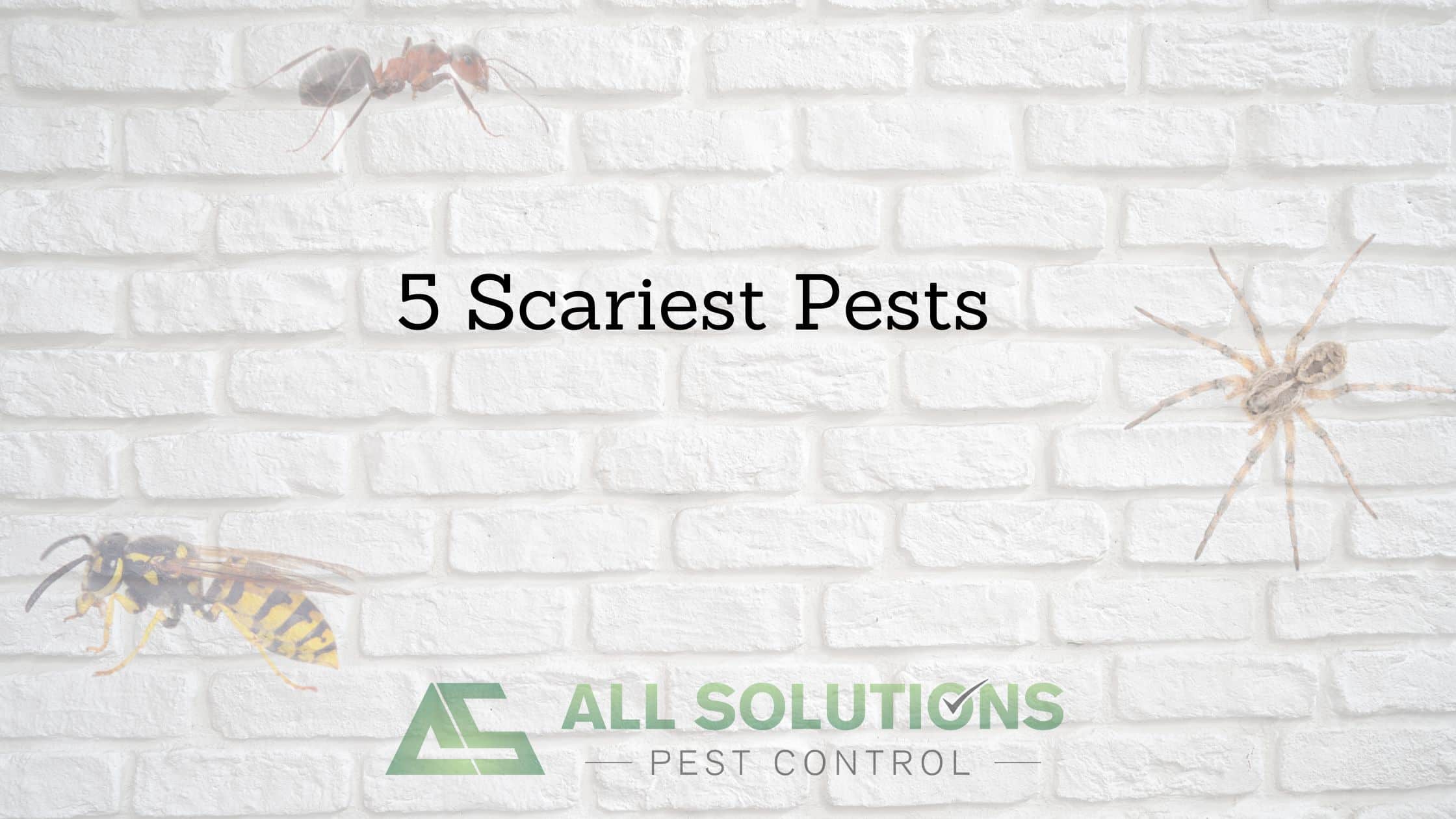 5 Scariest Pests - All Solutions Pest Control