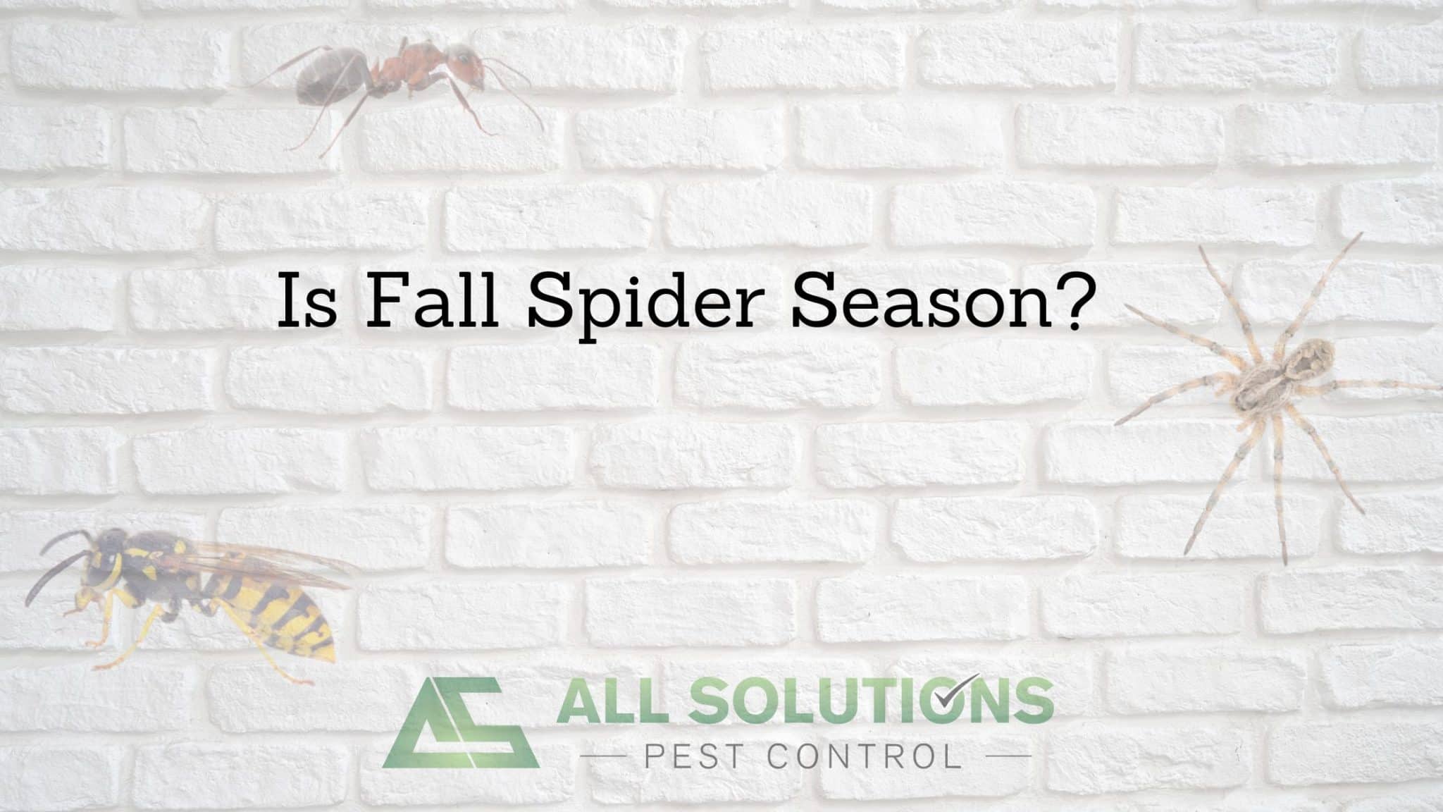 Is Fall Spider Season? - All Solutions Pest Control