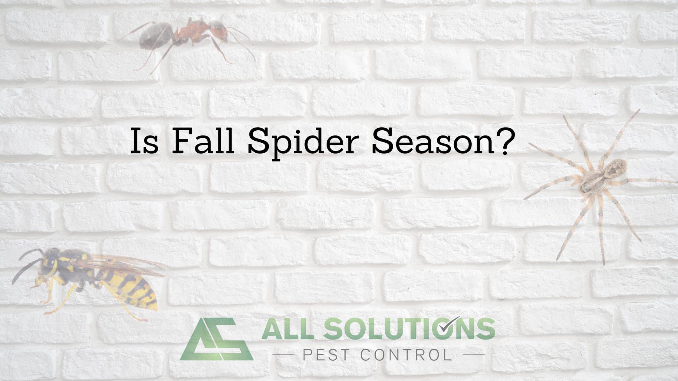 Is Fall Spider Season? - All Solutions Pest Control