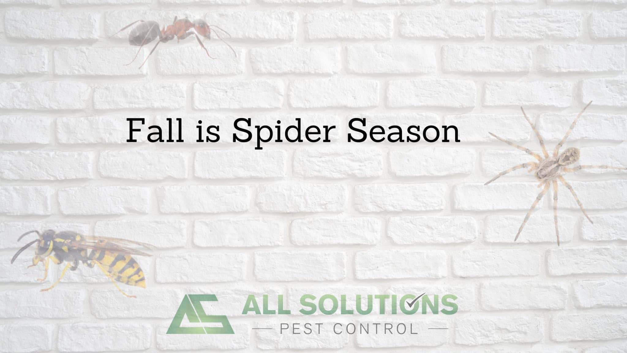 Fall is Spider Season - All Solutions Pest Control