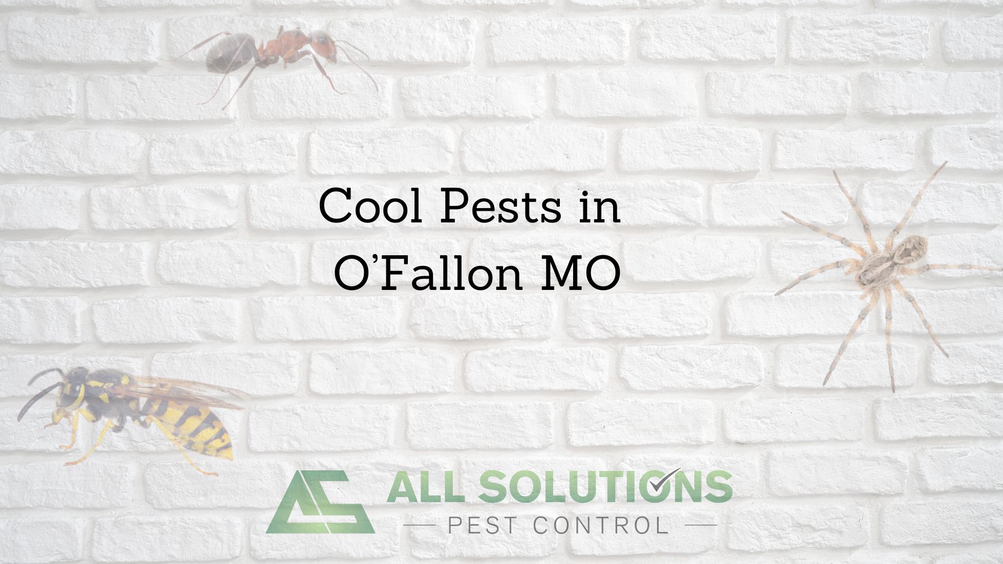 4 Cool Pests in O’Fallon MO - All Solutions Pest Control