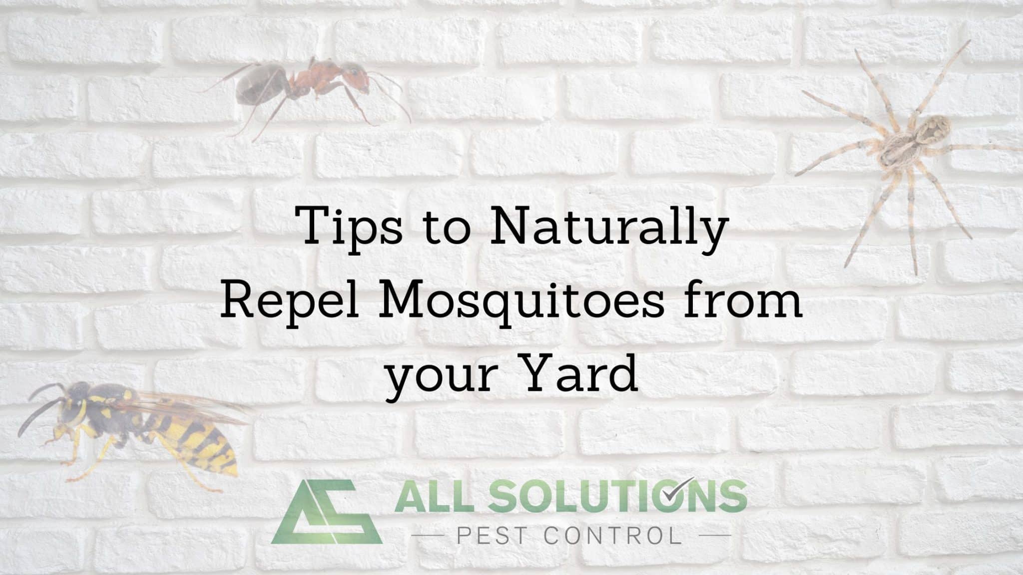 Tips to Naturally Repel Mosquitoes from your Yard - All Solutions Pest ...
