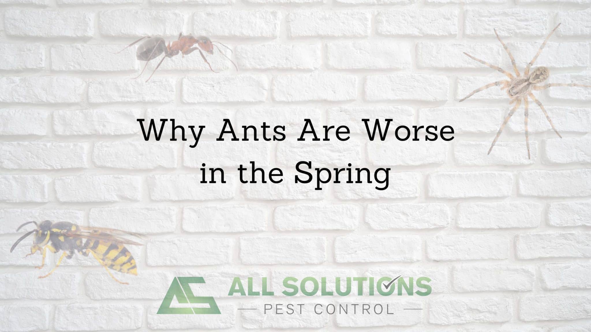 Why Ants Are Worse in the Spring - All Solutions Pest Control
