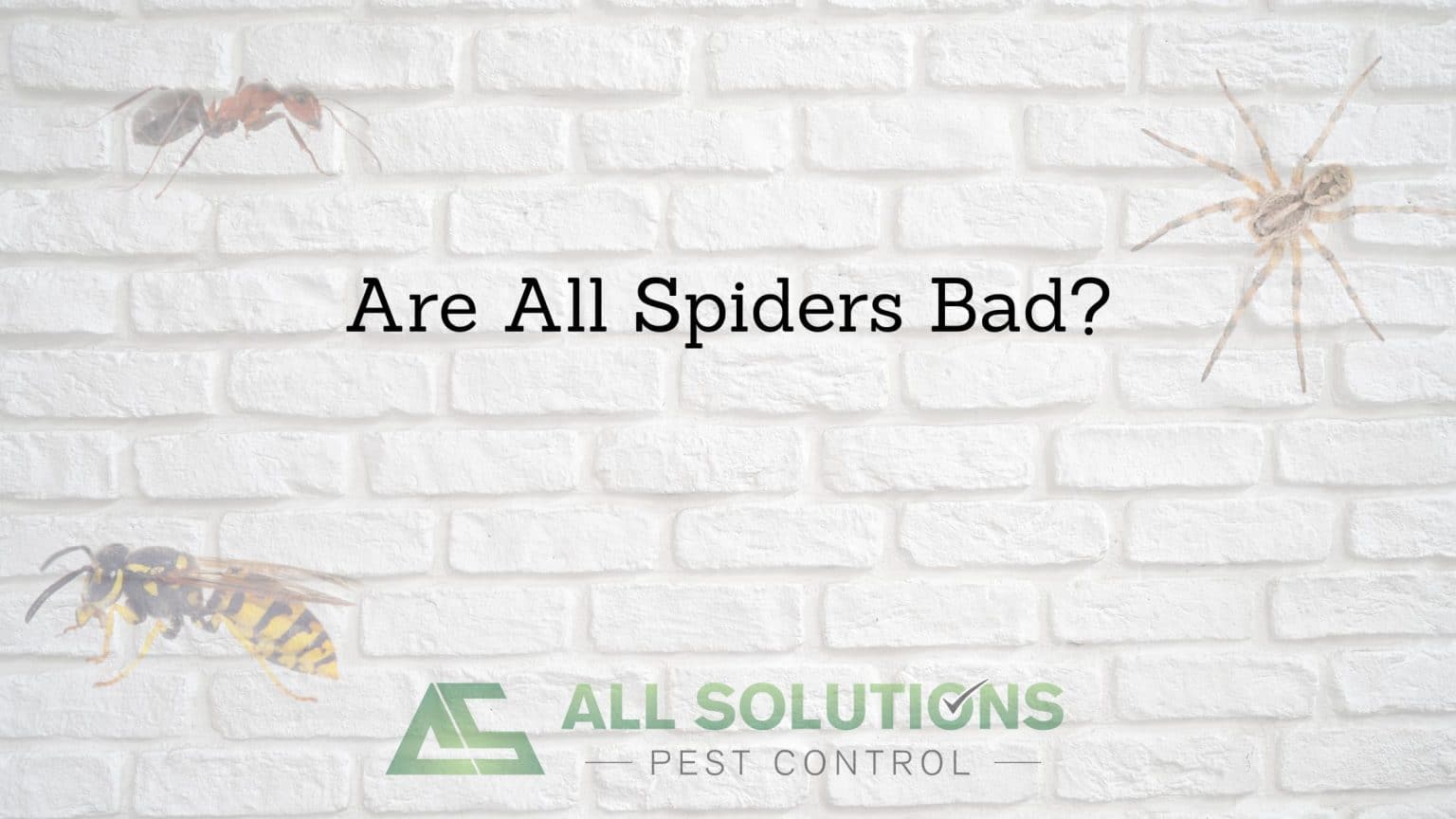 Are All Spider Bad? - All Solutions Pest Control