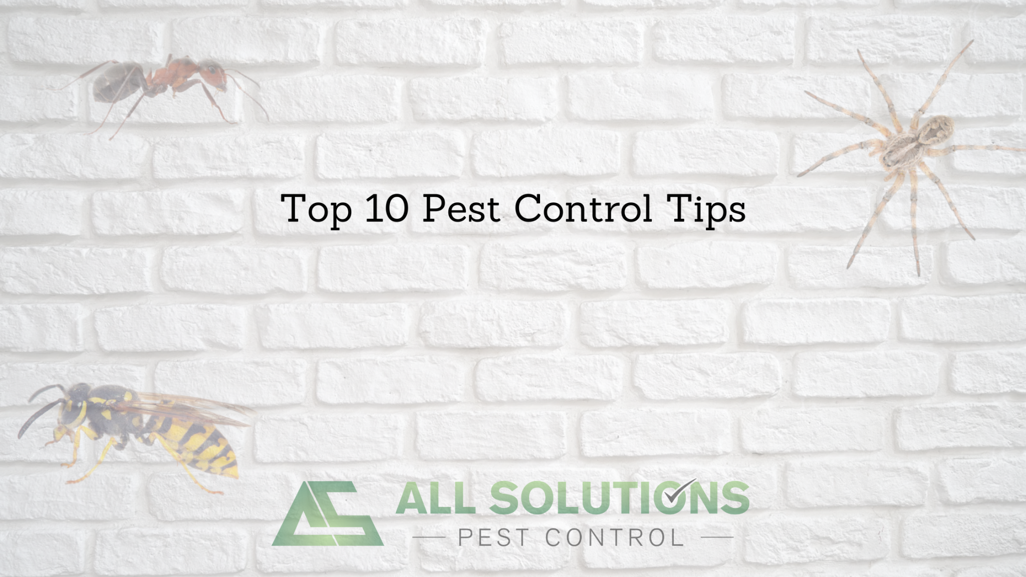 Top 10 Pest Control Tips - All Solutions Pest Control