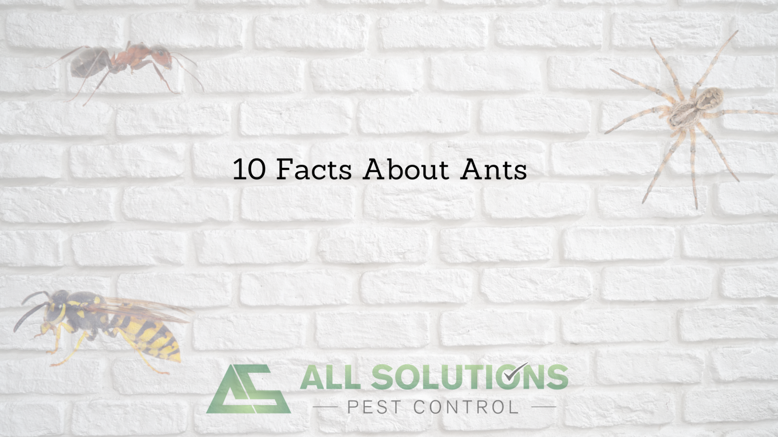 10 Facts About Ants - All Solutions Pest Control