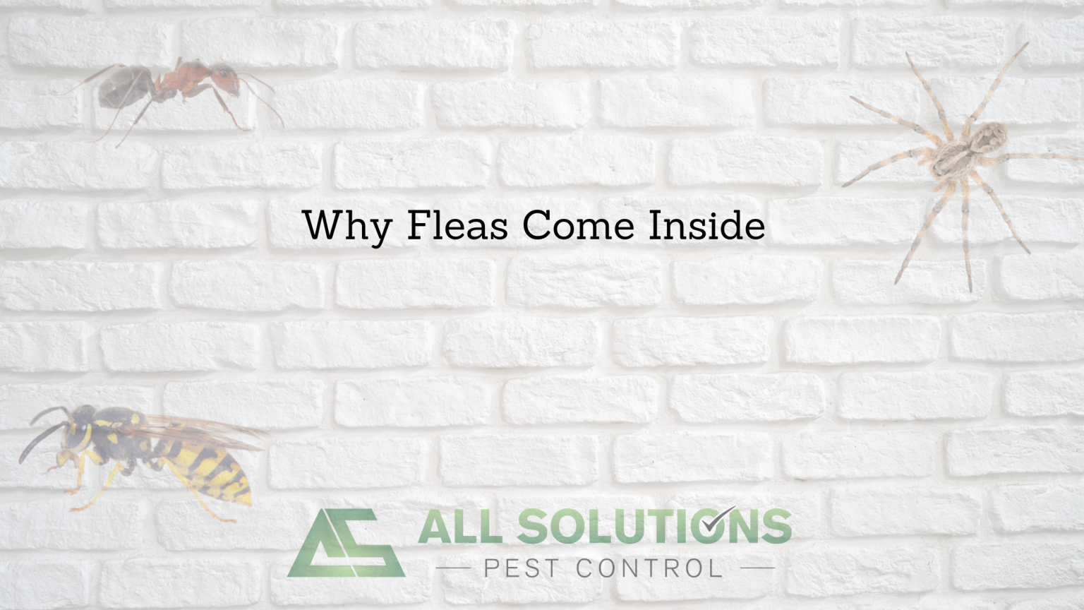 Why Fleas Come Inside - All Solutions Pest Control